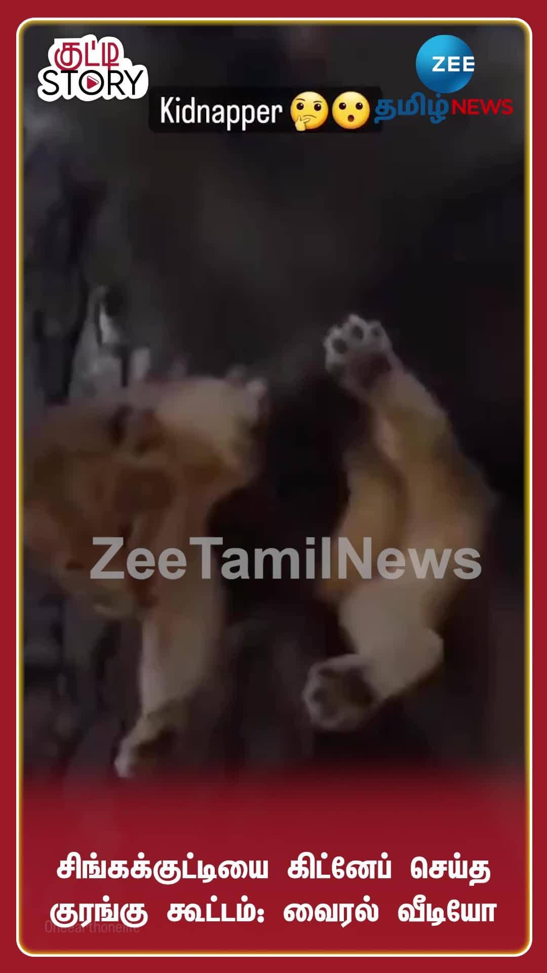 Funny Monkey Video: Monkeys Kidnap Lion Cub, See What Happens Next ...