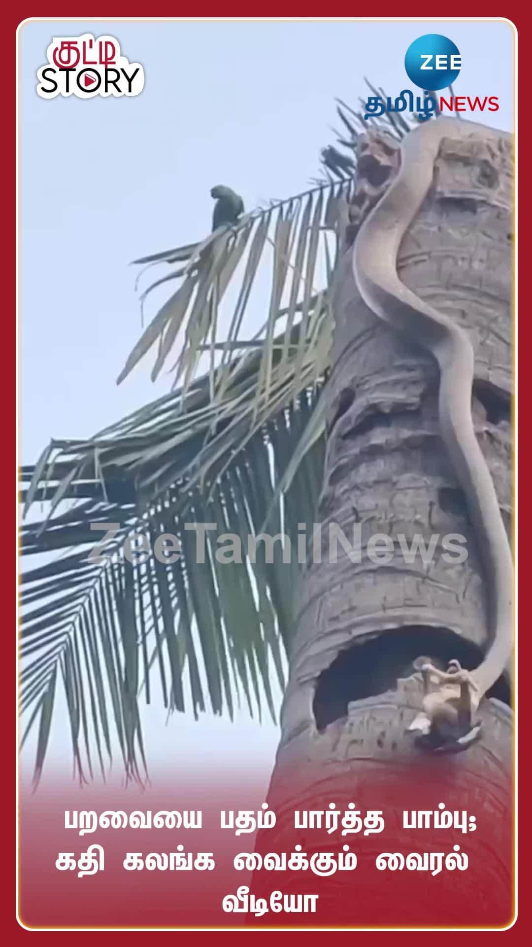 10 feet snake swallowed the bird alive | பறவையை பதம் பார்த்த பாம்பு ...
