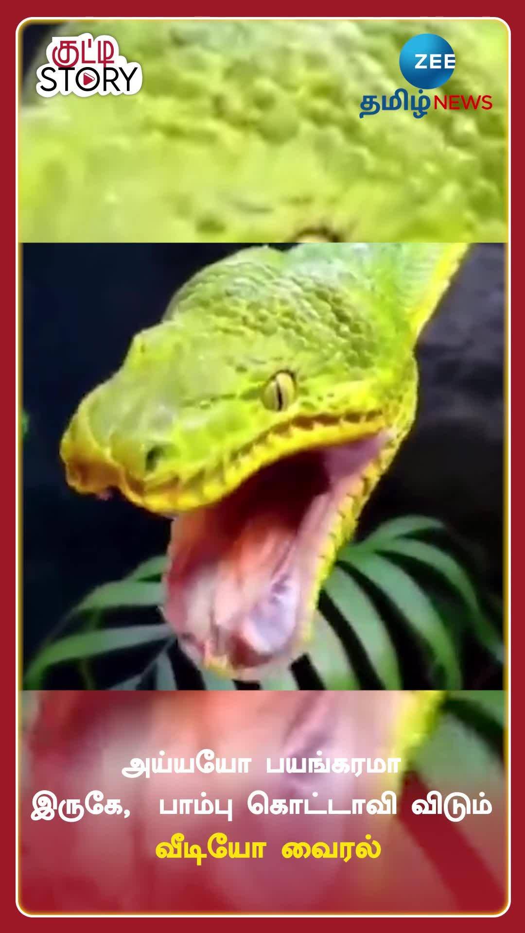 snake yawning video goes viral | பாம்பு கொட்டாவி விடும் வீடியோ வைரல் ...