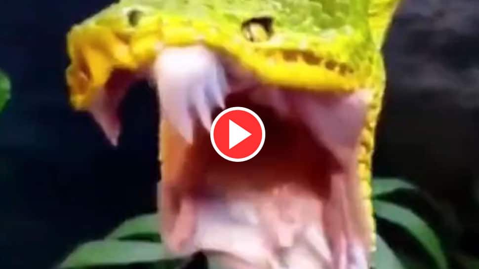 Snake Yawning Video | அய்யயோ பயங்கரமா இருகே, பாம்பு கொட்டாவி விடும் ...