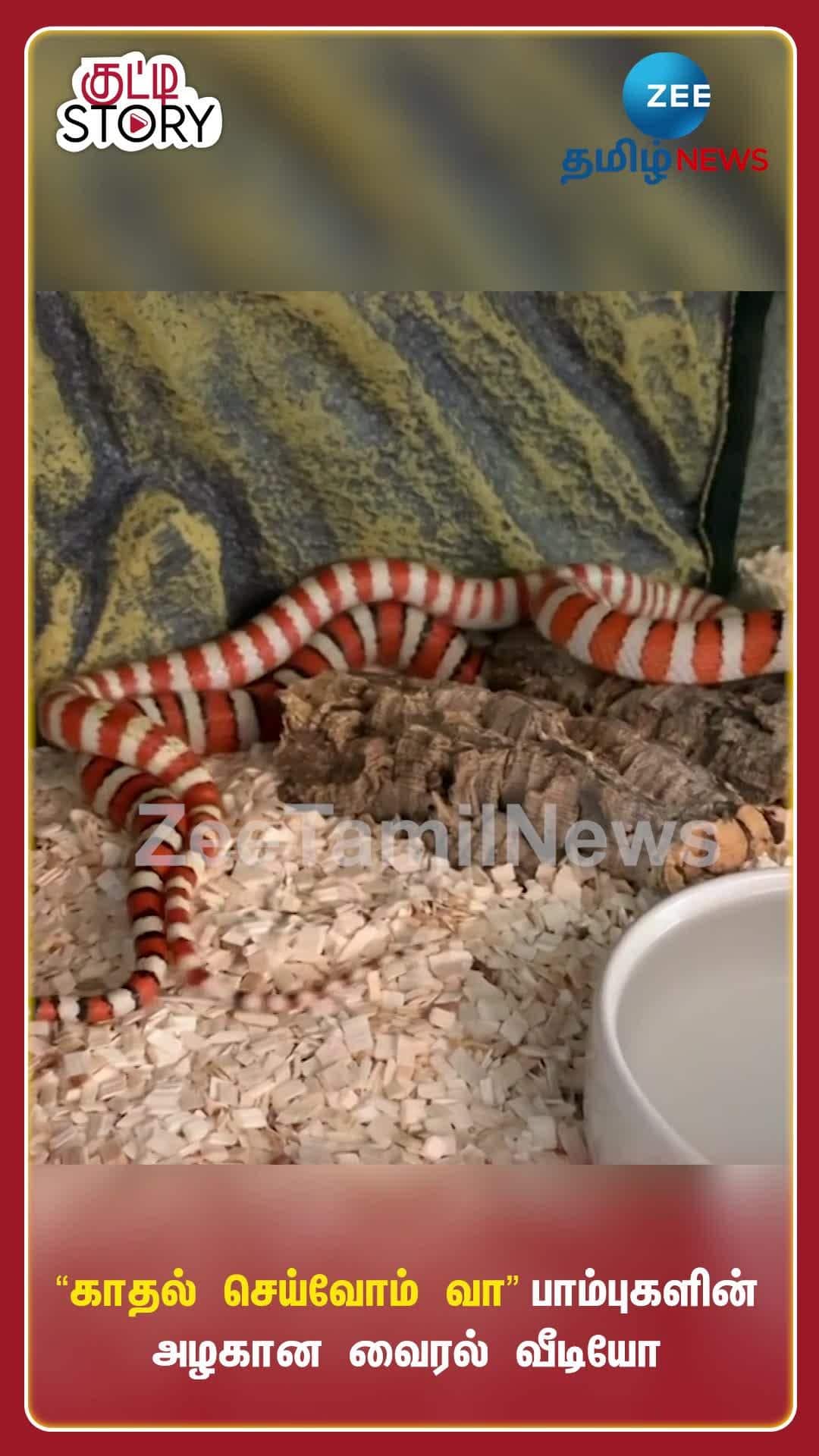 Two Snakes Twirl Around Each Other: Video Viral | காதல் செய்வோம் வா ...