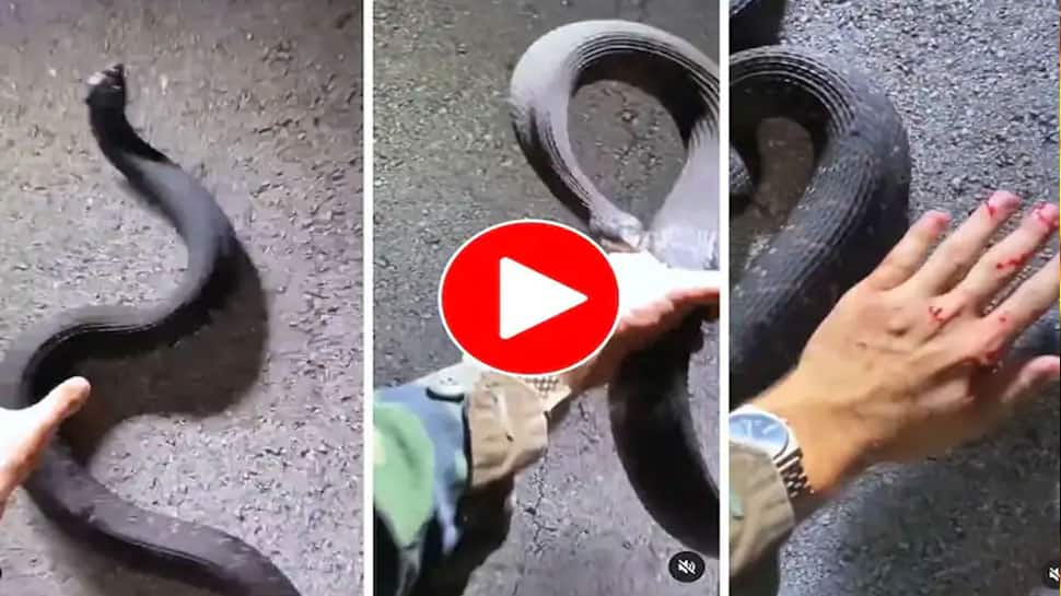 Scary Snake Video: Snake Bites Man, See what Happens Next | சீண்டிய ...