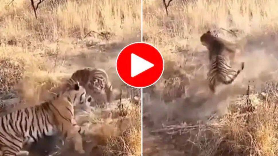 Viral Video: Fierce Fighting between Two Tigers | Viral Video: பங்கு ...