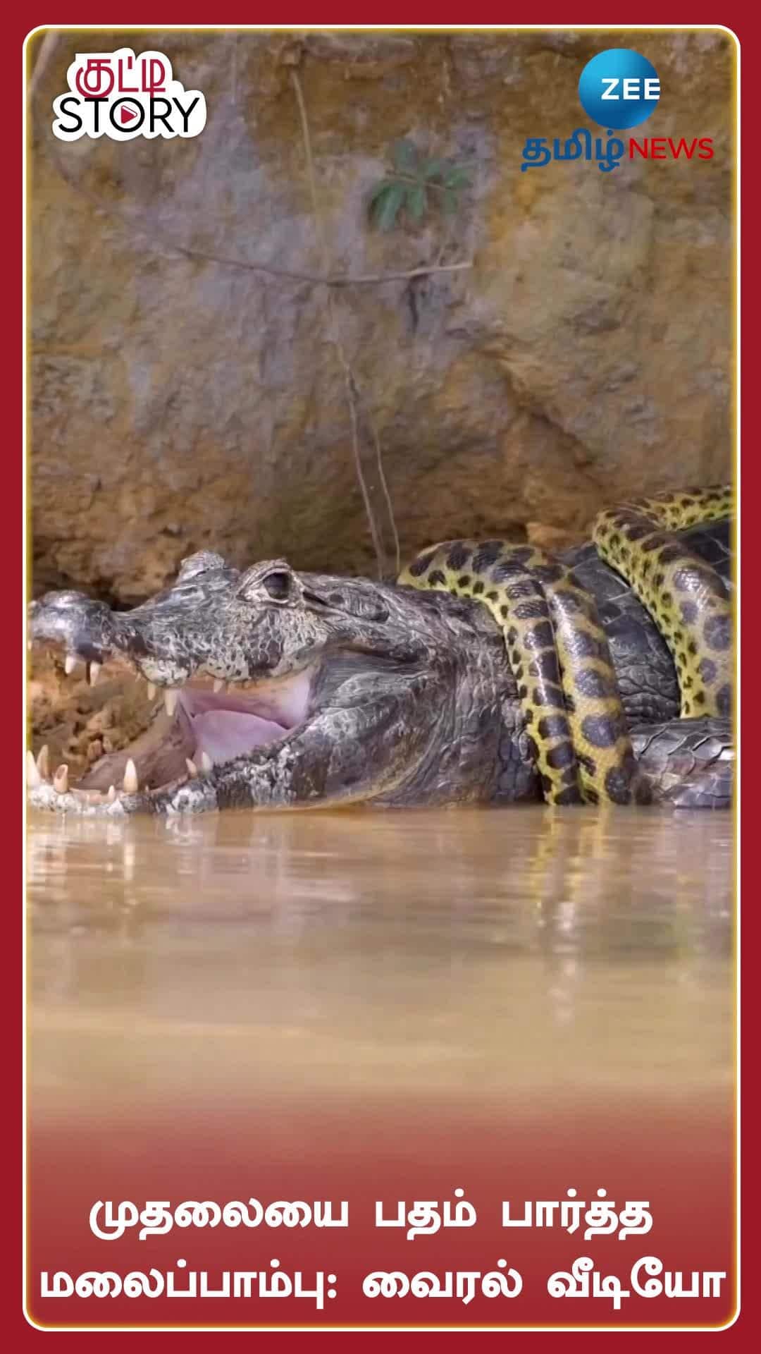 10 feet snake swallowed the crocodile alive | முதலையை பதம் பார்த்த ...