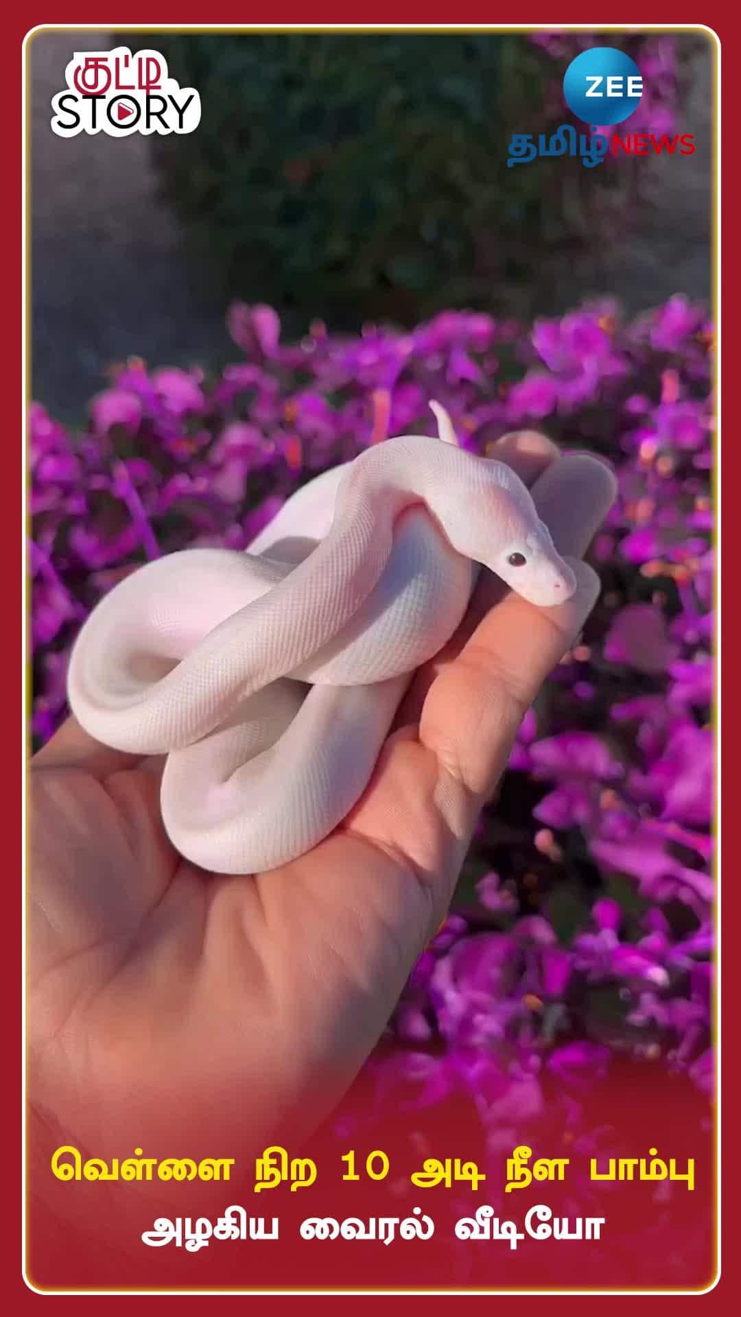 Snow White Snake Video Goes Viral | வாவ்..இந்த கலர் ல கூட பாம்பு ...