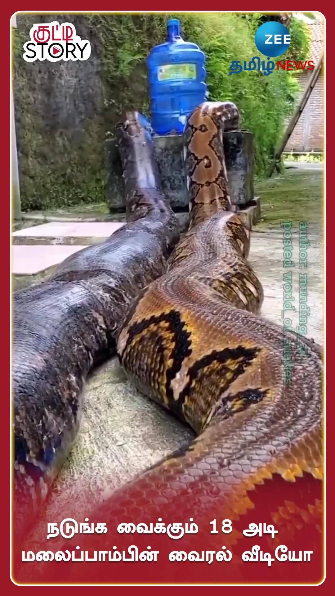 நடுங்க வைக்கும் 18 அடி மலைப்பாம்பின் வைரல் வீடியோ | News in Tamil