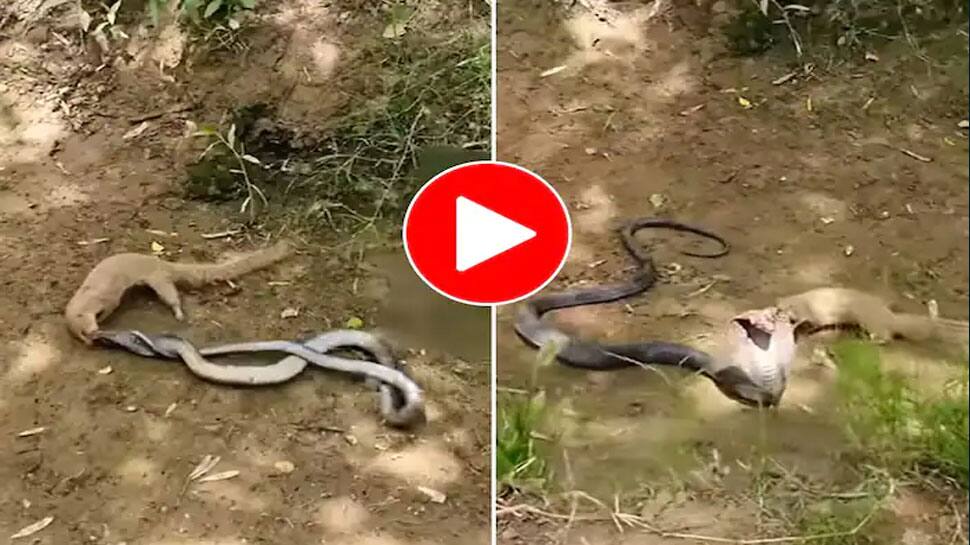 Animal Viral Video: Snake vs Mongoose, See the Scary Fight Here | ‘நீ ...