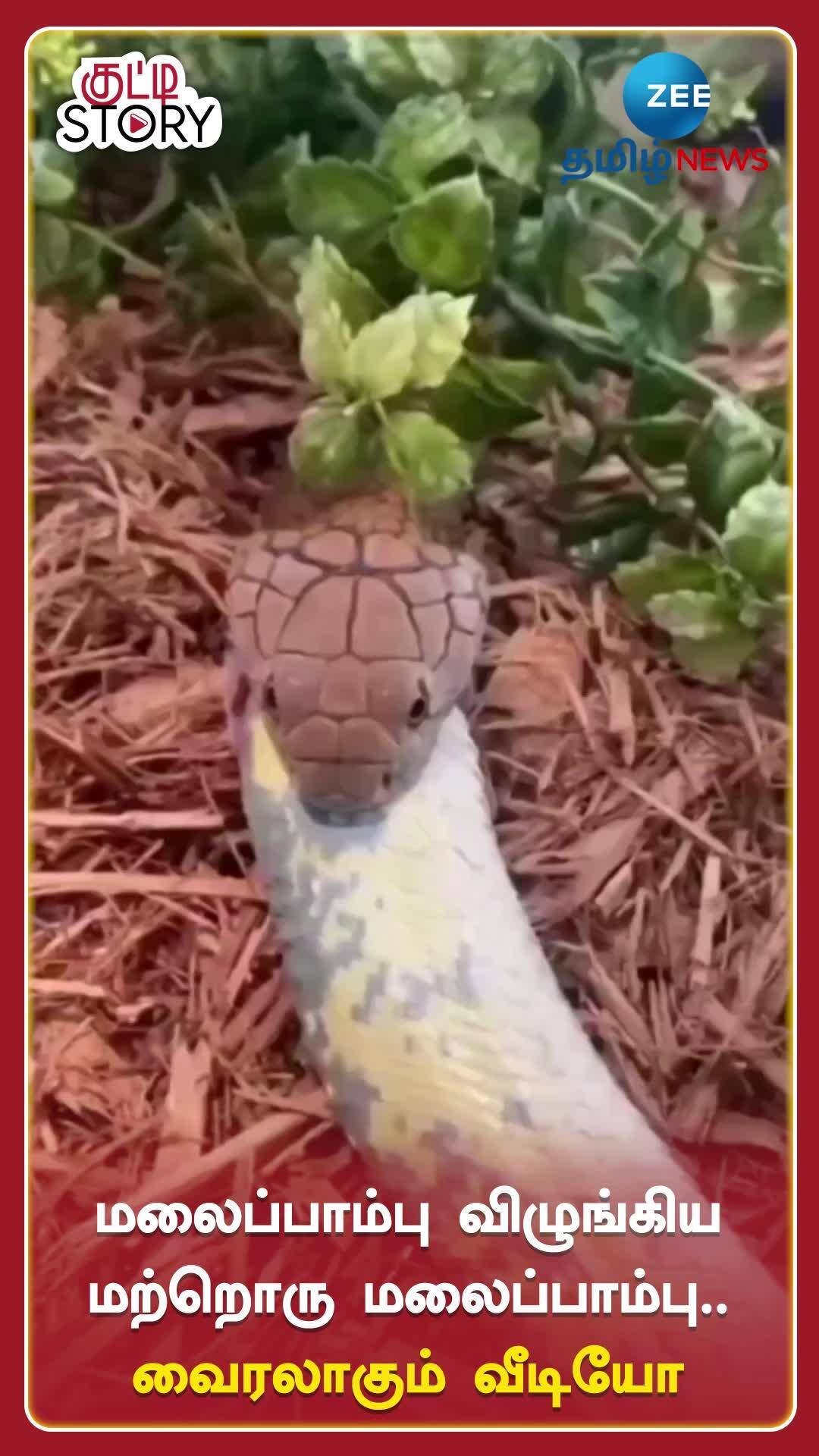 python swallows another python video goes viral | மலைப்பாம்பு விழுங்கிய ...