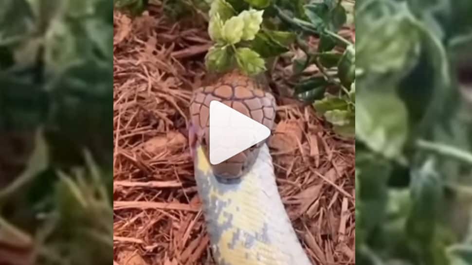 Python Viral Video முழு Python பாம்பை ஒரு நொடியில் விழுங்கிய மற்றொரு மலைப்பாம்பு வீடியோ வைரல்