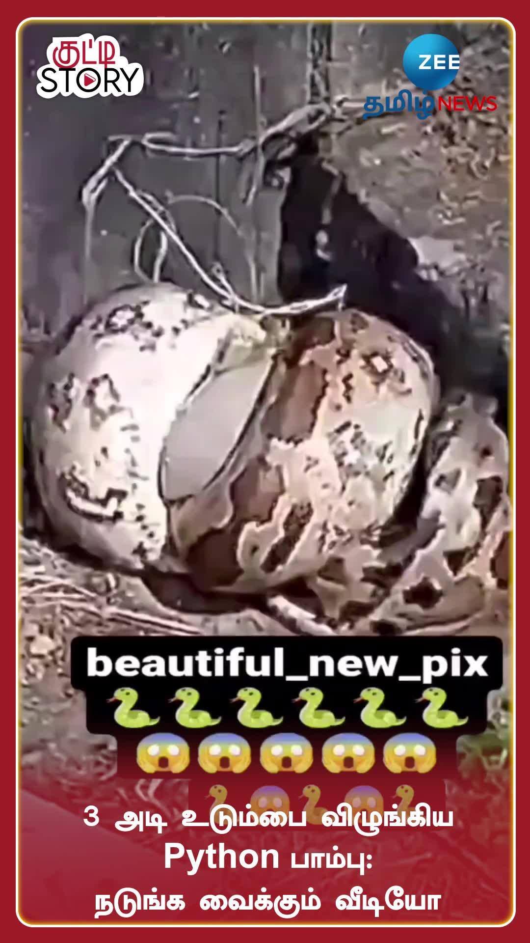 3 அடி உடும்பை விழுங்கிய Python பாம்பு நடுங்க வைக்கும் வீடியோ News In Tamil