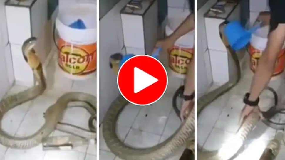 Snake Taking Cool Bath Video | 10 அடி நீள பாம்பை கூலாக குளிப்பாட்டி ...