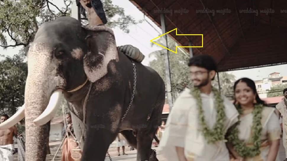 Kerala Viral Video: Elephant Attacks Man, Scene Captured in Couple ...