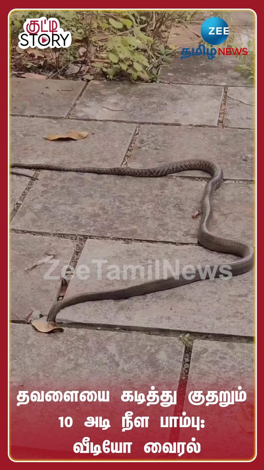 10 feet snake attacks frog furiously video goes viral | தவளையை கடித்து ...