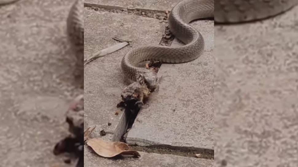 10 feet snake attacks frog Video | தவகளையை நாசம் செய்யும் பாம்பு ...