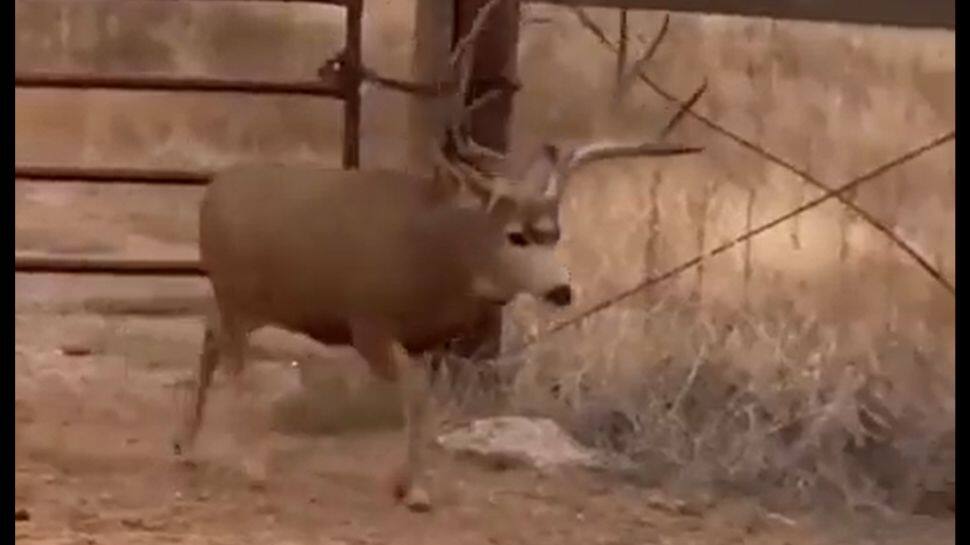 Deer Tricks to cross the gate video Viral | Viral video: ’எனக்காடா கேட் ...