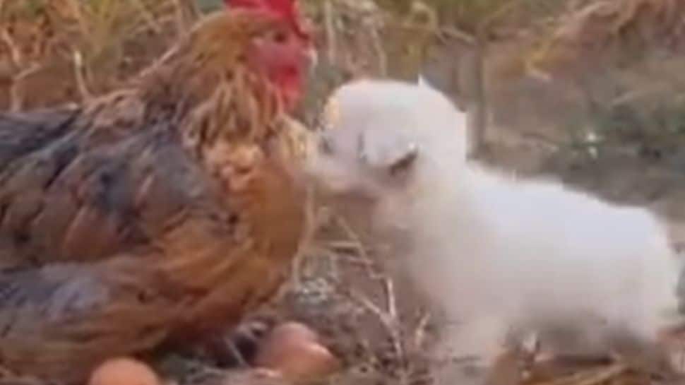 puppy hatching a chicken egg Video Viral | கோழி முட்டையை அடைகாக்கும் ...