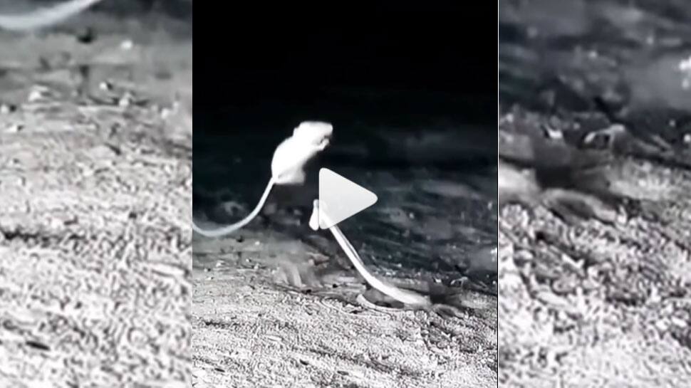 Snake Tries To Bite Mouse Video | வட போச்சே...எலியிடம் கேவலாமாய் பல்பு ...