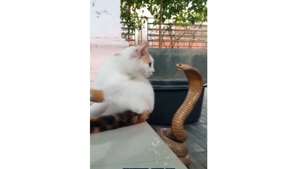 Cat And Snake Video | விஷ பாம்பிடம் வசமாய் மாட்டிக்கொண்ட பூனை: அடுக்கு ...