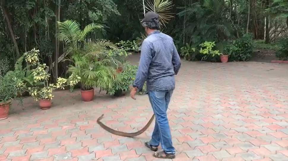 6 Feet Snake Viral Video | அலுவலகத்தில் நுழைந்த 6 அடி நீள பாம்பு ...
