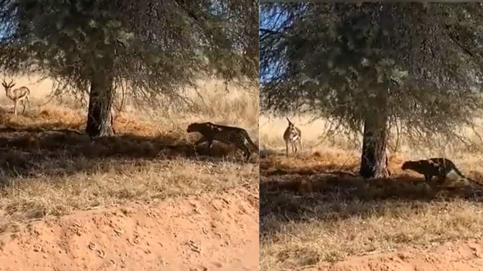 Leopard hunts deer tactically IFS officer shares video viral google ...