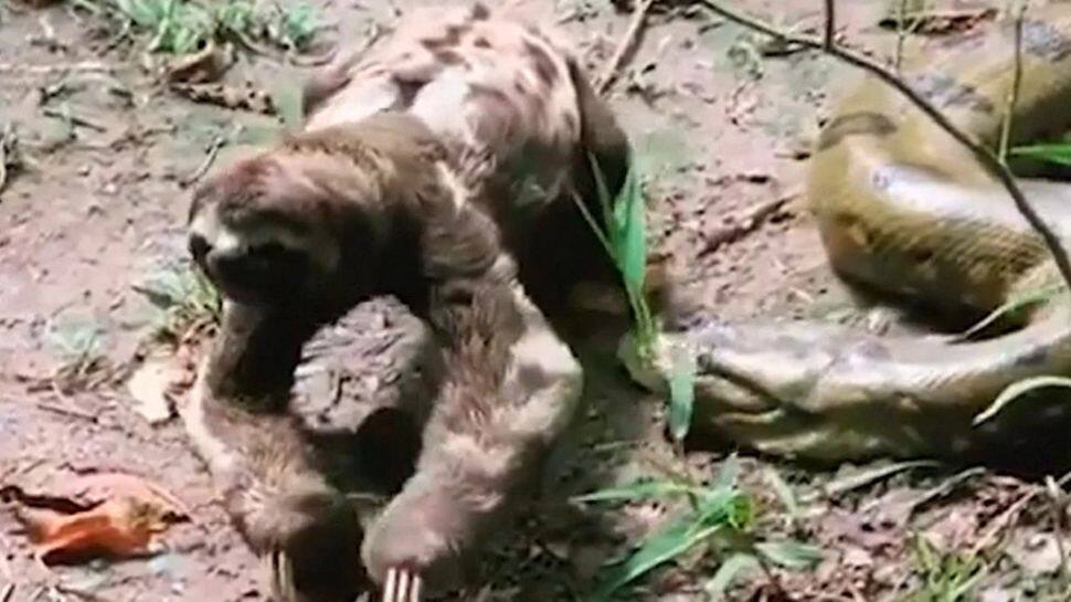 Viral Video of Python Vs Sloth | Viral Video: மலை பாம்பை கண்டு அசராத ...