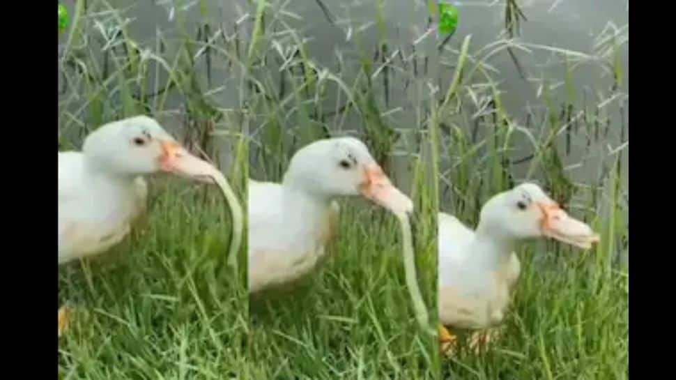 Shocking Video of Duck Swallowing a Snake Alive | Viral Video: நூடுல்ஸ் ...