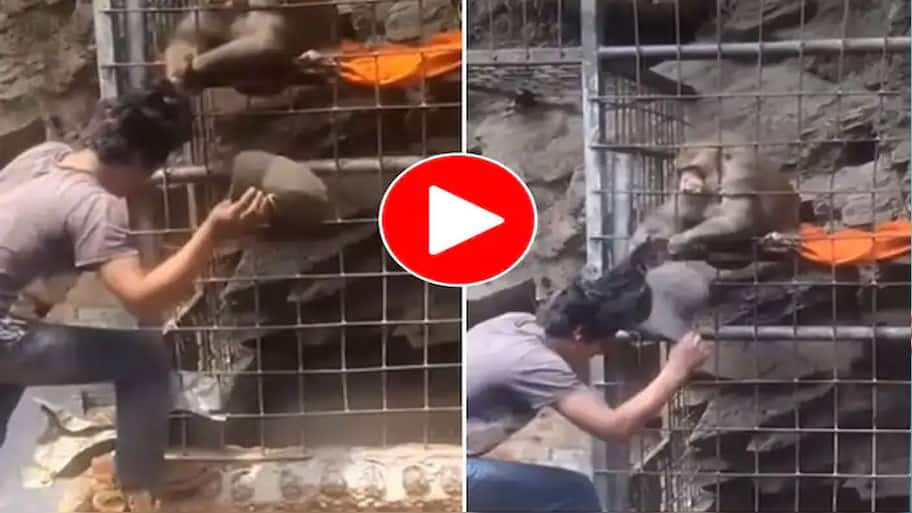 Scary Viral Trends: Monkey Pulls Man's Hair, See What Happens Next ...