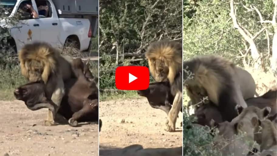 Lion Wild Animal OMG Video! Shocking Netizens But Trending In Social ...