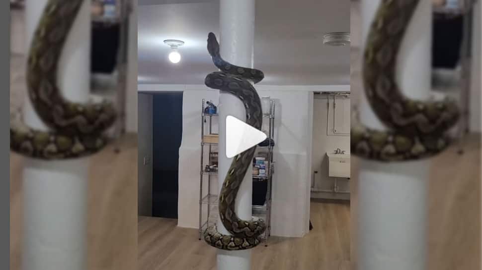 Python Snake Climbing Video | ஆத்தாடி இவ்ளோ பெரிய பாம்பா..கிடுகிடுன்னு ...