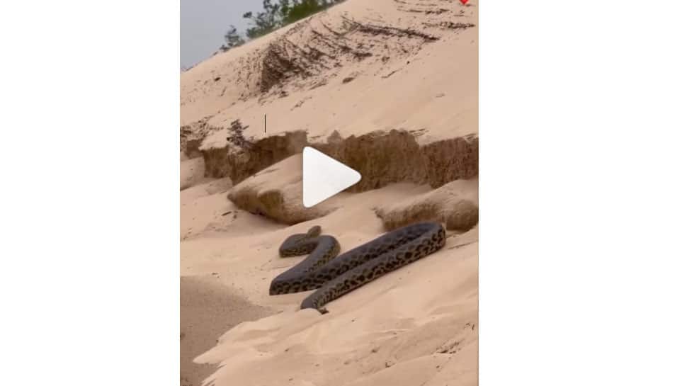 Python Snake Crawled Video | மண்புழு போல் ஊர்ந்த 16 அடி நீள பாம்பு ...