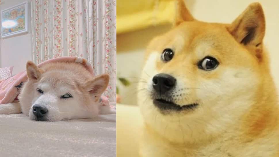 Doge meme originator Kabosu fell sick says its japan caretaker in ...
