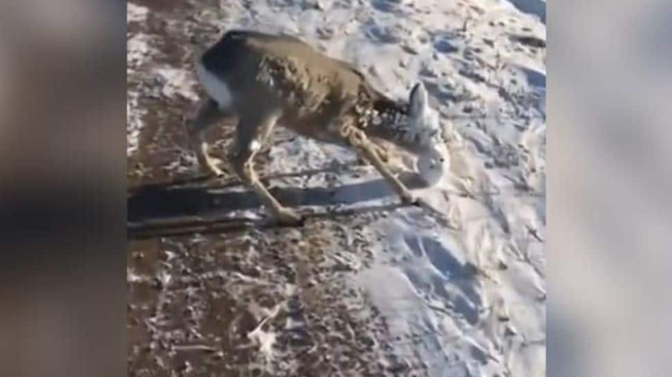 Viral Video: Deer's Face Was Completely Frozen | Viral Video: பனி ...