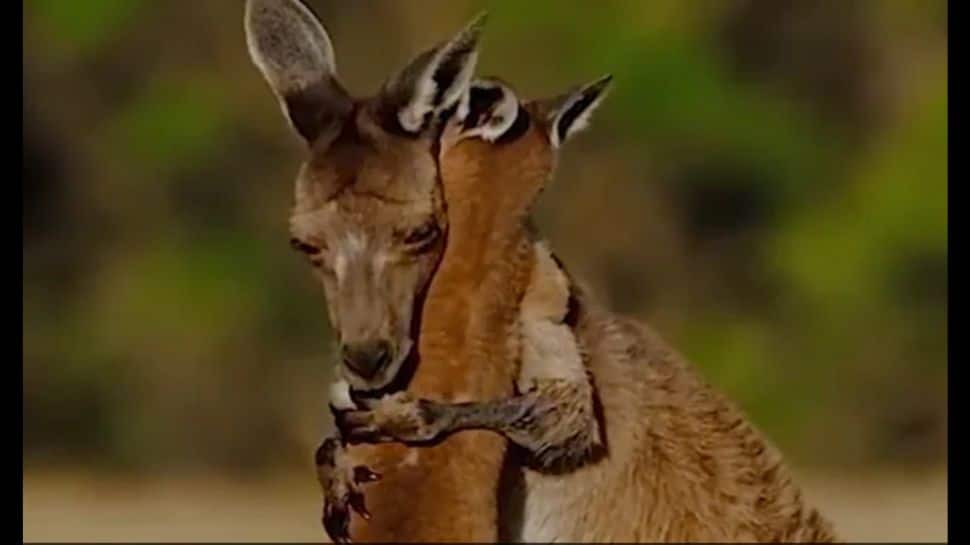Heart Touching Video of Mother Kangaroo Hugging Her Baby | அம்மா ...