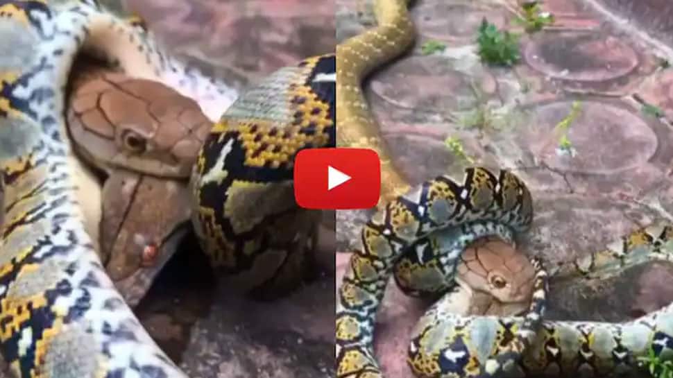Python Sanp Viral Video முழு Python பாம்பை விழுங்கிய மற்றொரு மலைப்பாம்பு வீடியோ வைரல்