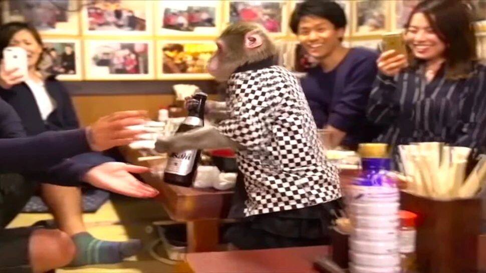 Viral News Monkey is Working as a Server in Japan Hotel| Viral News ...