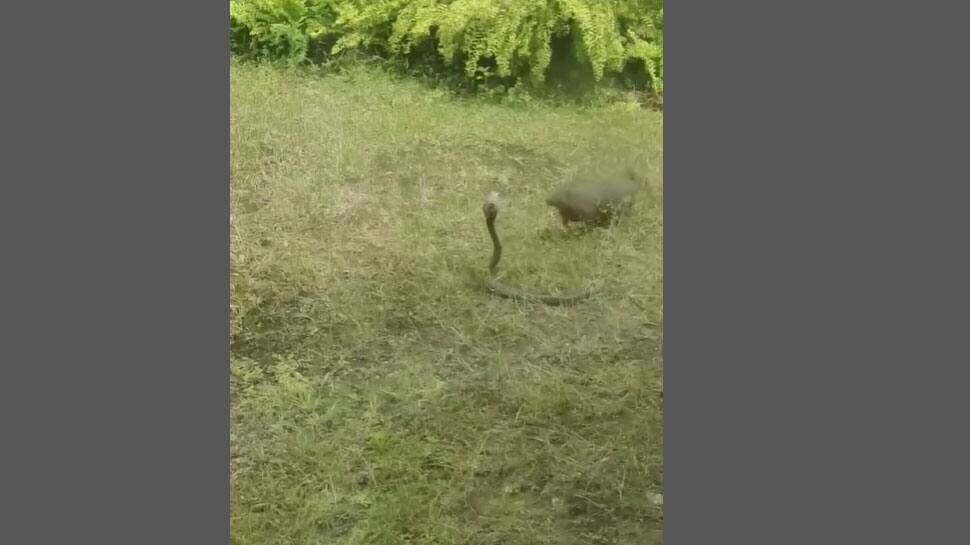 Python vs Mongoose Fight Video | விடாமல் கொத்திய பாம்பு, கடித்துக் ...