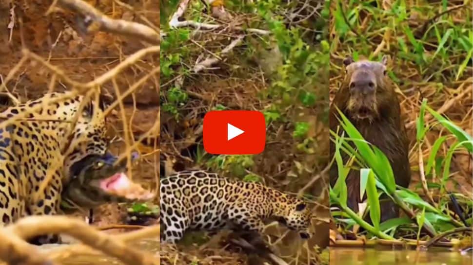 Victory Of Daring Jaguar Video Goes Viral Crocodile Dead | என்னப்பா ...