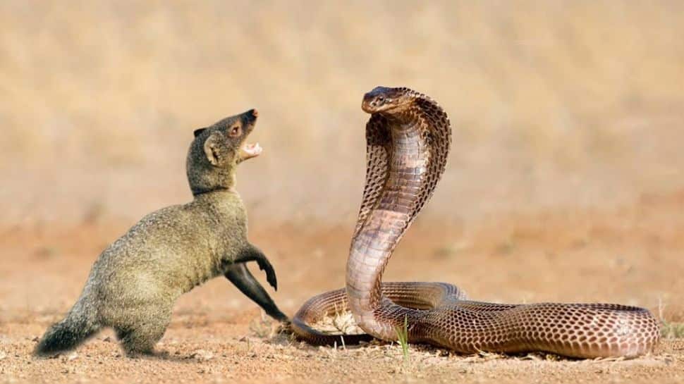 Reason for The Enmity Between Snake and Mongoose | பரம எதிரிகளாக ...