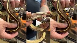Snake videos News in Tamil, Latest Snake videos news, photos, videos ...