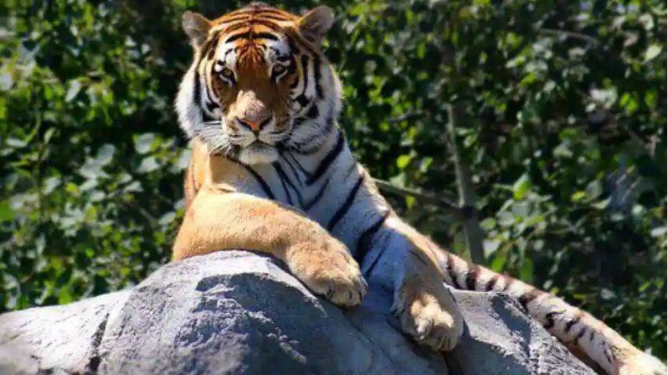 Viral Video of Tourist Watching Horror of Tiger Hunting a Deer | Video ...