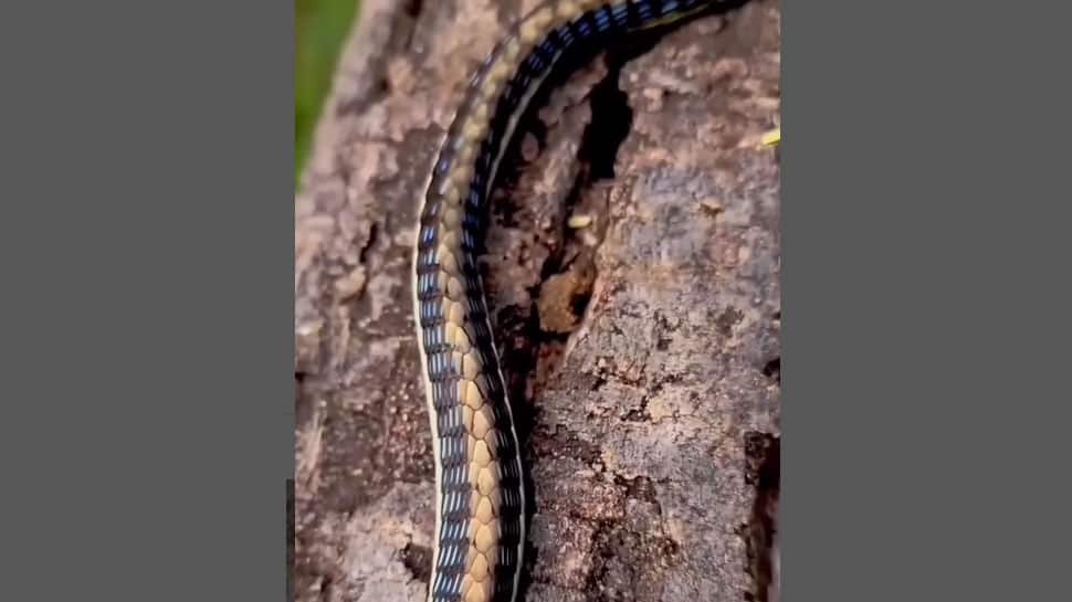 Viral Video Of Wooden Color Snake | வெறும் மரக்கட்டையா இல்ல பாம்பா ...