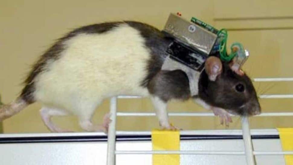 Rat May SPY In Disasters Time: Science Research | Science: ‘உளவு எலி ...