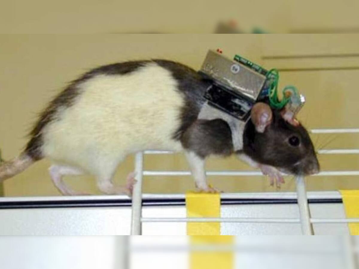 Rat May SPY In Disasters Time: Science Research | Science: ‘உளவு எலி ...