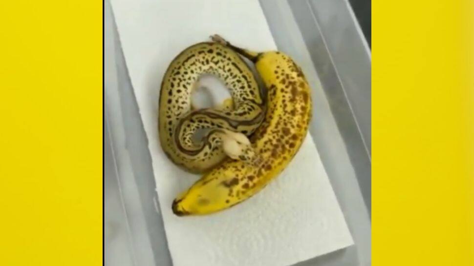 Unbelievable Viral Video: Snake or Banana, Netizens Confused | ‘தின்னு ...