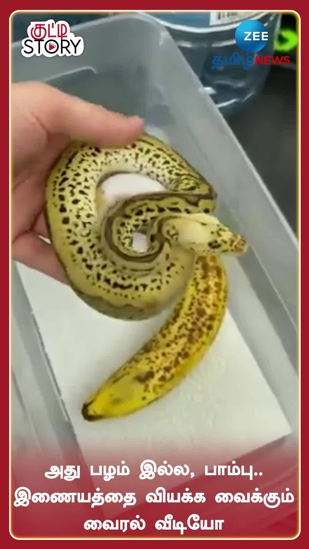Unbelievable Viral Video: Snake or Banana, Netizens Confused | அது பழம் ...