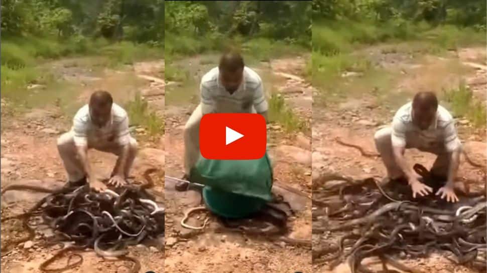 Google Trends Video Of Different Snakes In Gunny Bag | Terrifying Snakes Video: மூட்டை ...
