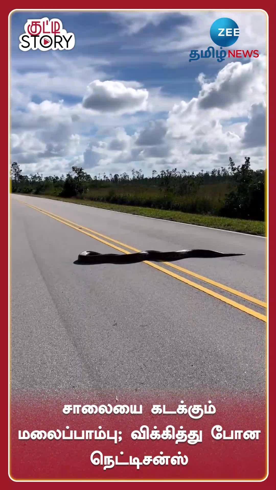 Scary Snake Video: Giant Burmese Python Crosses Road, Netizens Stunned ...