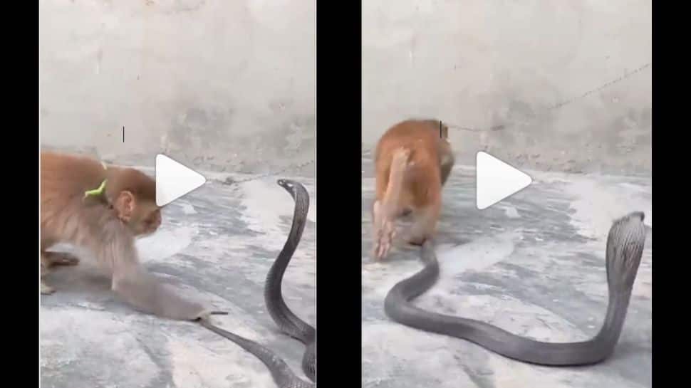 Animal Viral Video: Monkey Teases Cobra, See What Happens Next | ‘ஓவரா ...