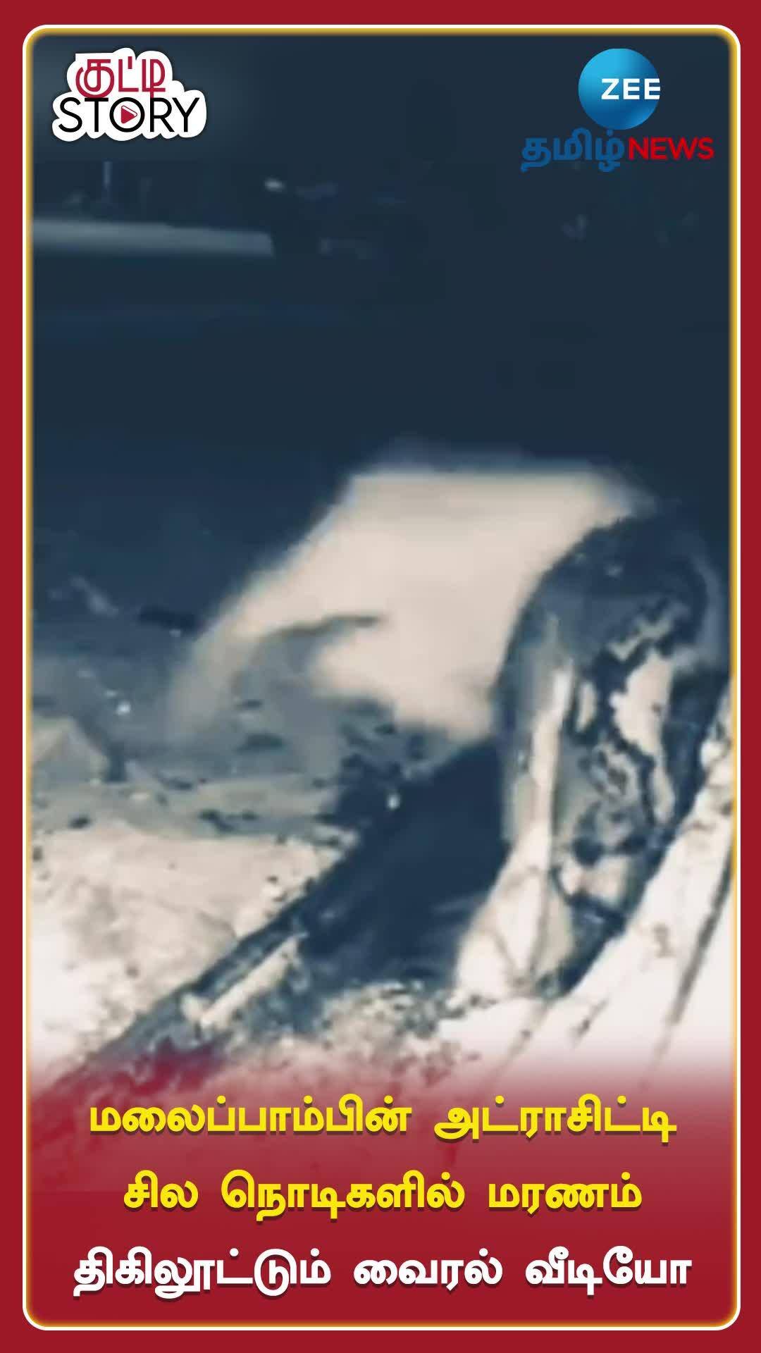 Scary Viral Video: Python Swallows Lion, Netizens Shocked | மலைப்பாம்பின் அட்ராசிட்டி, சில ...