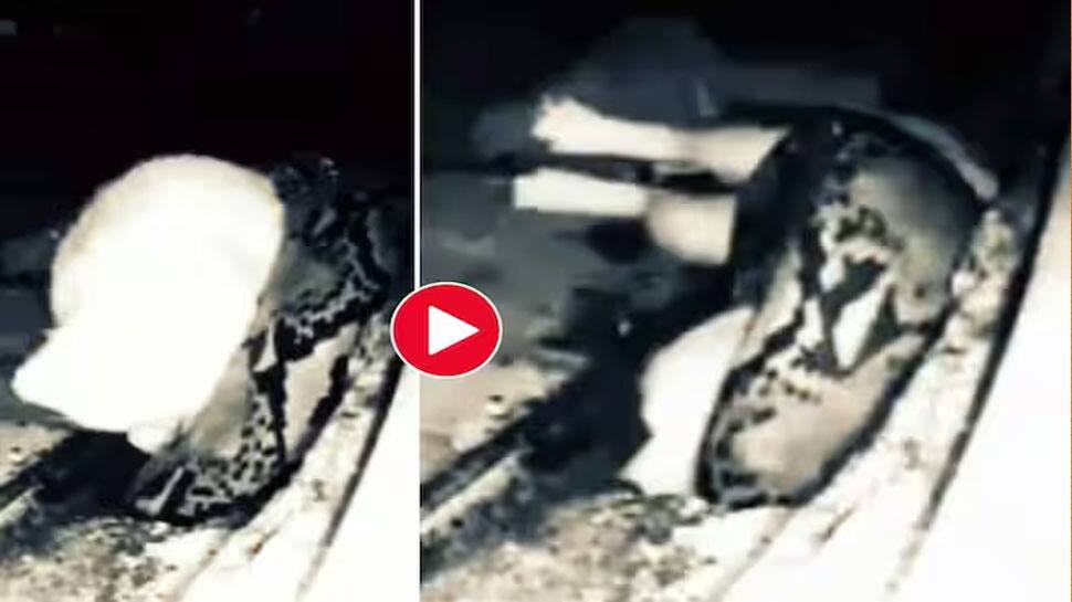 Scary Viral Video: Python Swallows Lion, Netizens Shocked | சிங்கத்தின் ...